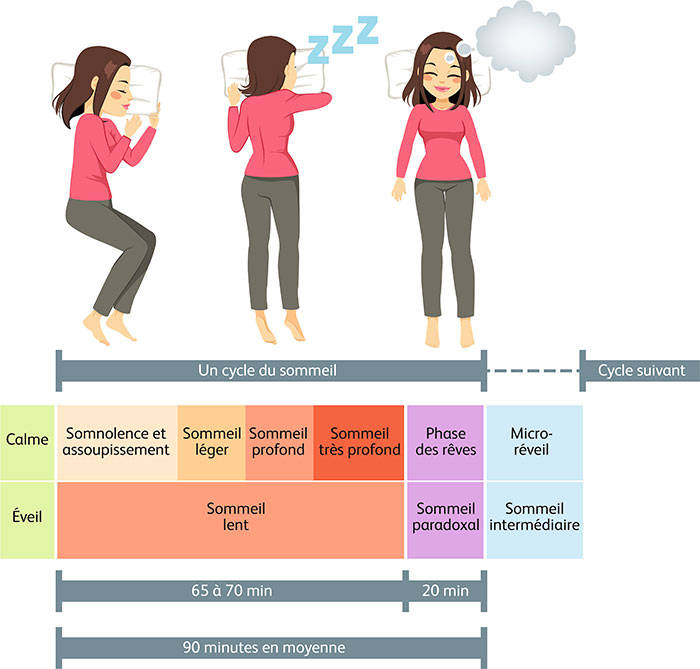 Document B – Les phases du sommeil